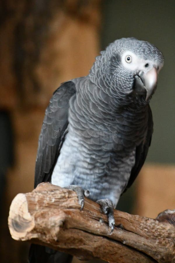 274 African Grey Flock Stock Photos - Free & Royalty-Free Stock Photos ...