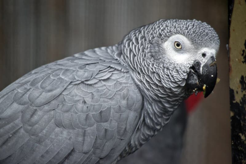African Grey Parrot Side View Stock Photo - Image of intelligence ...