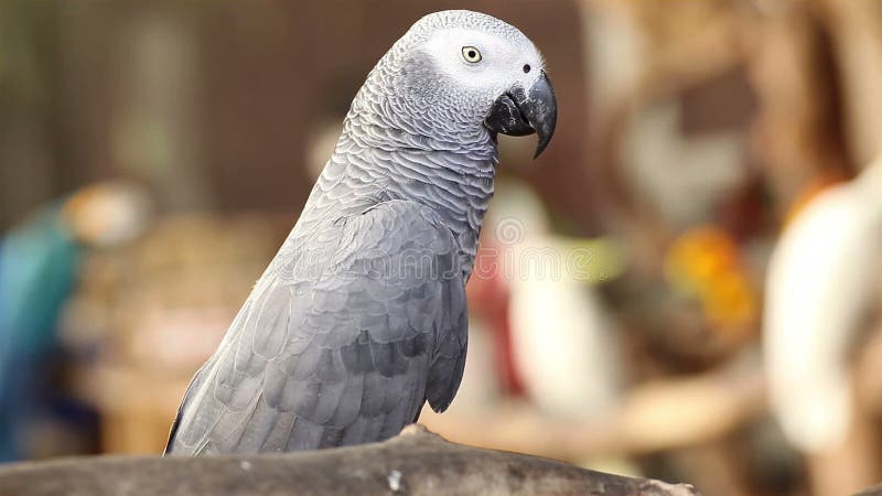 African Grey Parrot (Psittacus Erithacus) on Wood Tree Branch Stock ...