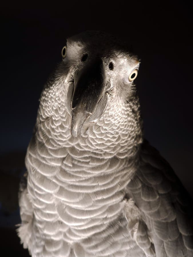 African Grey Parrot in the Dark Stock Photo - Image of white, noir ...