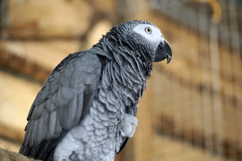 266 African Grey Parrot Side View Stock Photos - Free & Royalty-Free ...