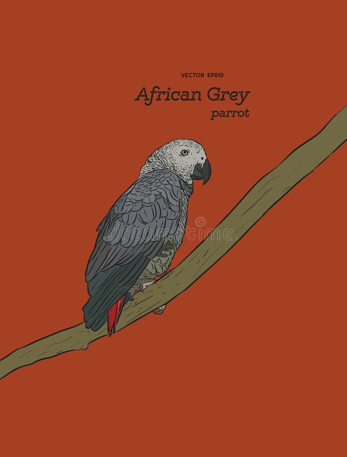 African Grey Parrot. Hand Draw Sketch Vector. Stock Vector ...