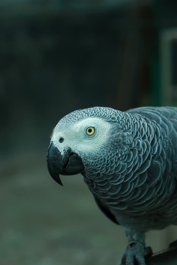African Grey Parrot Head Close-up Looking Stock Image - Image of look ...