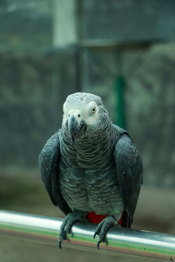 African Grey Parrot Head Close-up Looking Stock Image - Image of clever ...