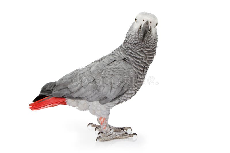 37+ African grey parrot Free Stock Photos - StockFreeImages