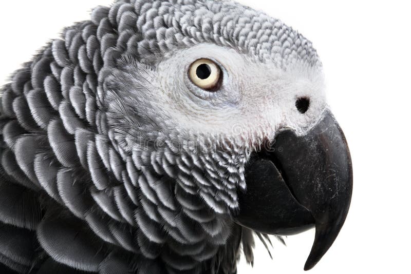 African Grey Parrot Isolated on White Stock Photo - Image of beauty ...