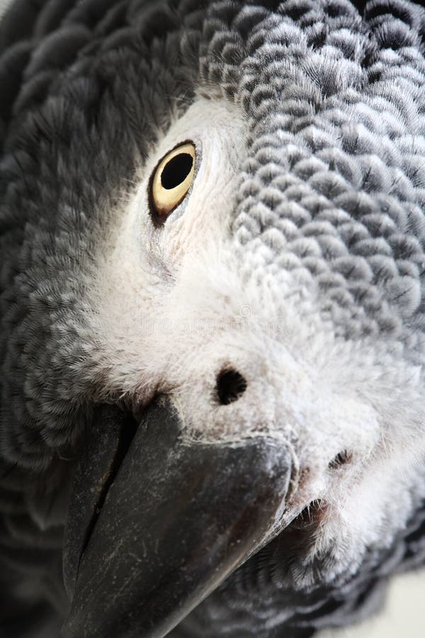 African Grey Parrot stock photo. Image of african, bird - 23173884