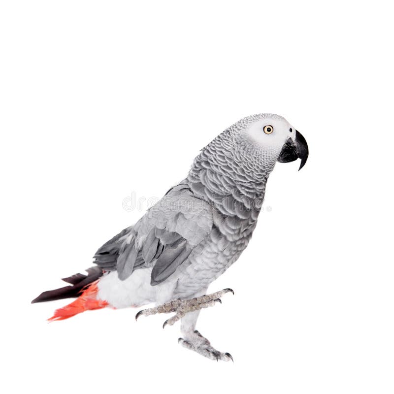 593 African Grey Parrot Black White Stock Photos - Free & Royalty-Free ...