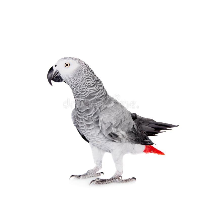 African Grey Parrot, Isolated on White Background Stock Photo - Image ...