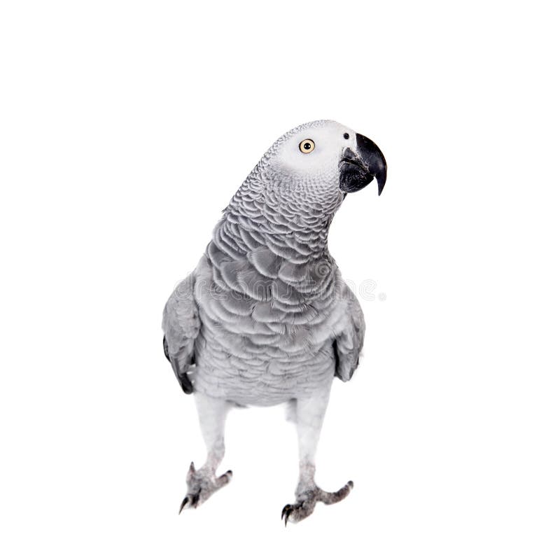 African grey parrot stock photo. Image of grey, bird - 79616356
