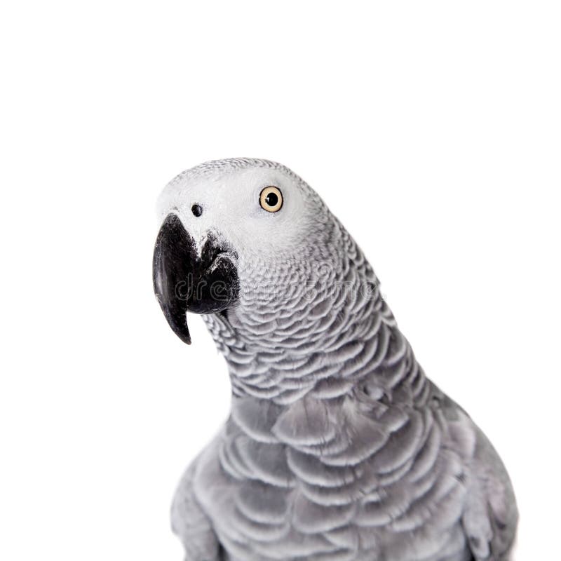 African grey parrot stock photo. Image of exotic, african - 13832552