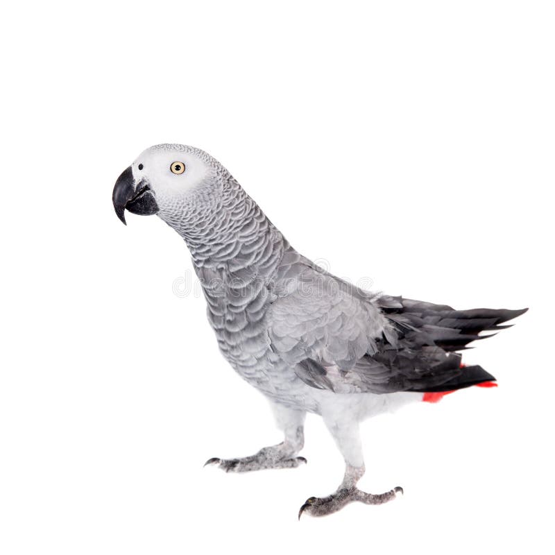 African Grey Parrot, Isolated on White Background Stock Image - Image ...