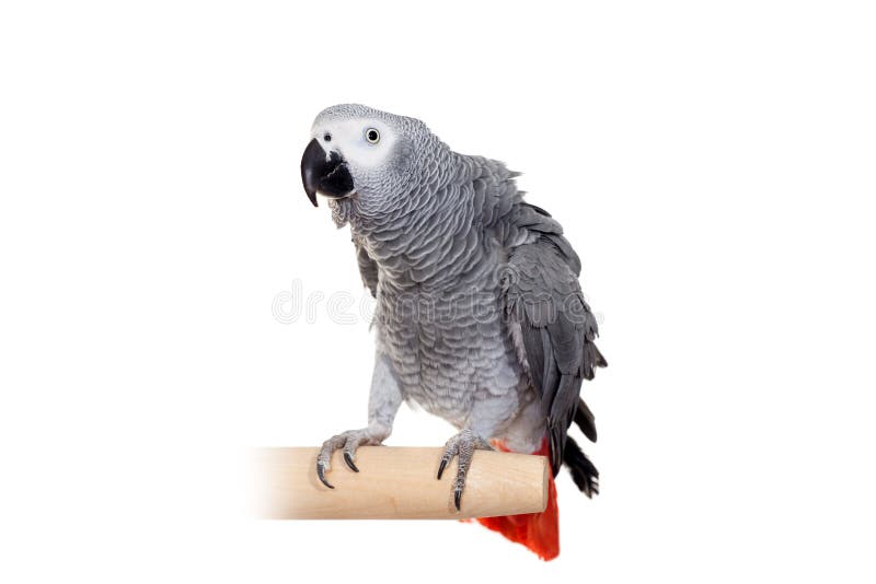 266 African Grey Parrot Side View Stock Photos - Free & Royalty-Free ...