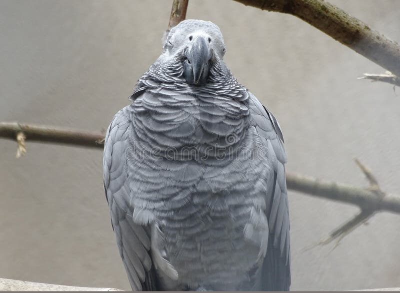African Grey Parrot (Jako) at the Zoo Stock Photo - Image of animal ...