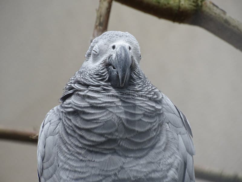 African Grey Parrot (Jako) at the Zoo Stock Photo - Image of beautiful ...