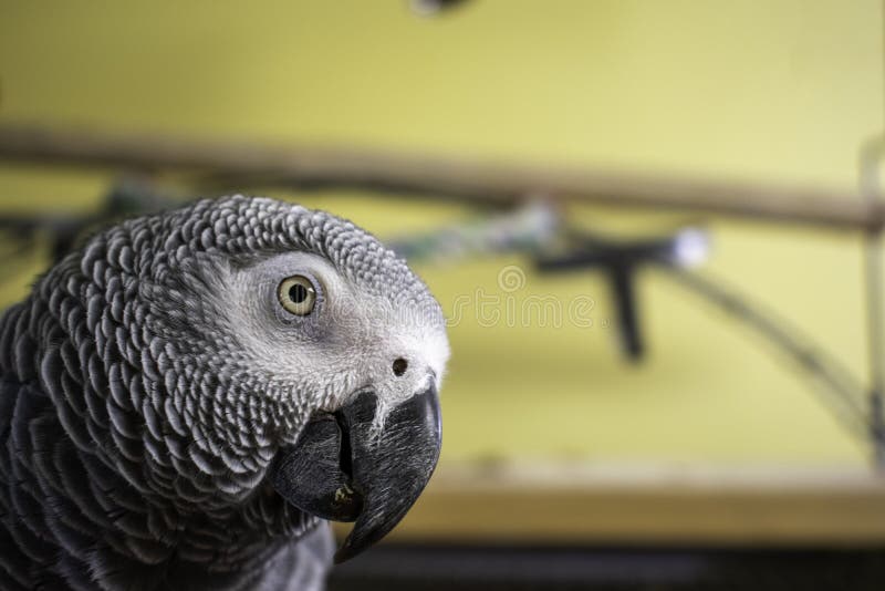 An African Grey Parrot Looking at the Camera Stock Photo - Image of ...
