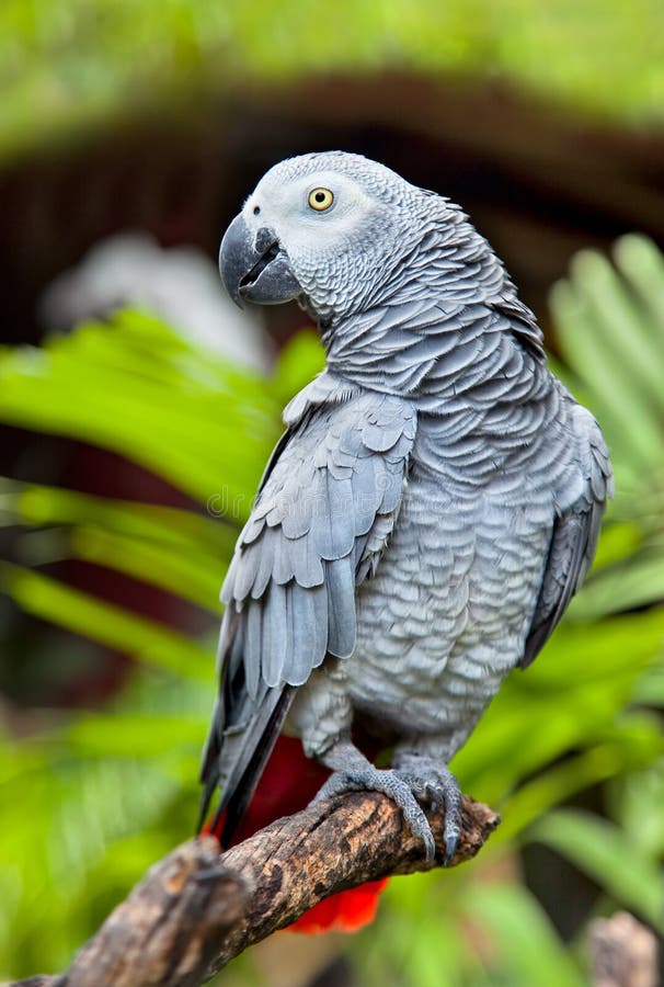 African Grey Parrot stock photo. Image of african, bird - 23173884