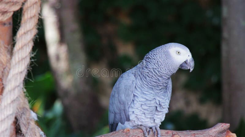 African Grey Parrot (Psittacus Erithacus) on Wood Tree Branch Stock ...