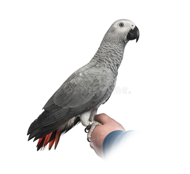 264 African Grey Parrot Side View Stock Photos - Free & Royalty-Free ...