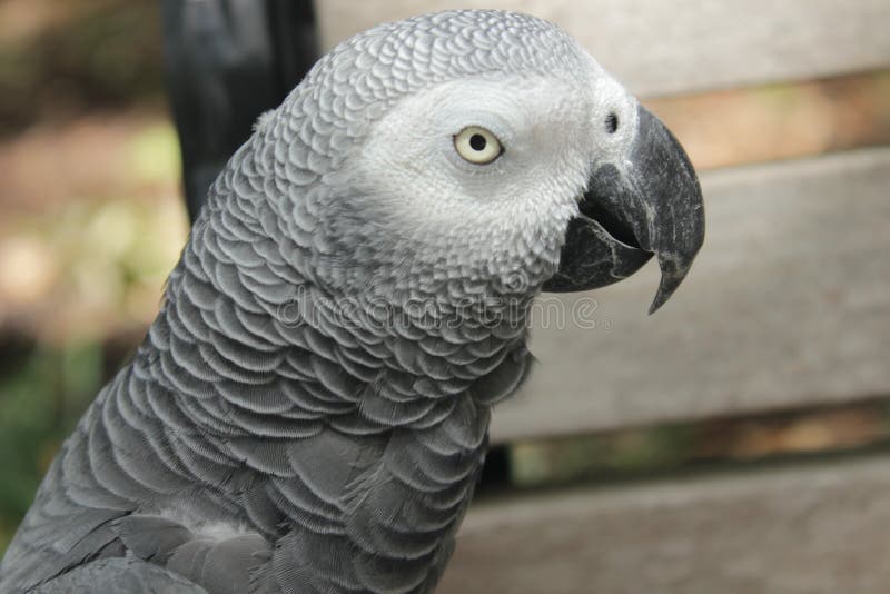African Grey Parrot stock image. Image of georgia, savannah - 46175927