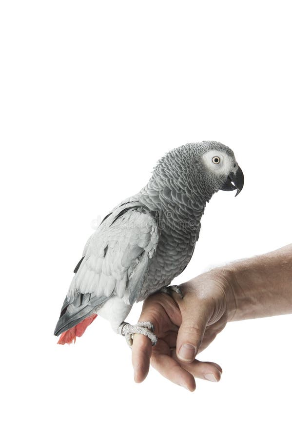 847 African Grey Perch Stock Photos - Free & Royalty-Free Stock Photos ...