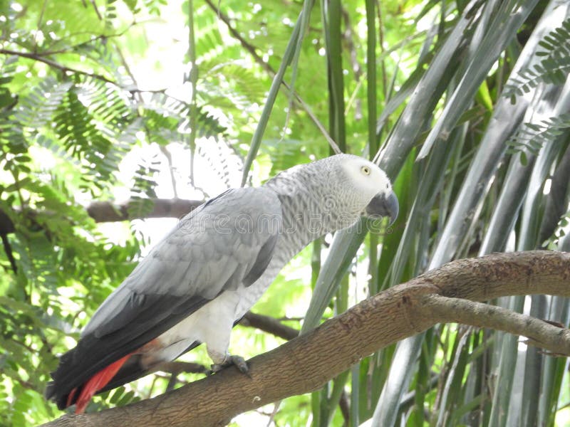 African Grey Parrot Perching on a Tree Branch Stock Image - Image of ...
