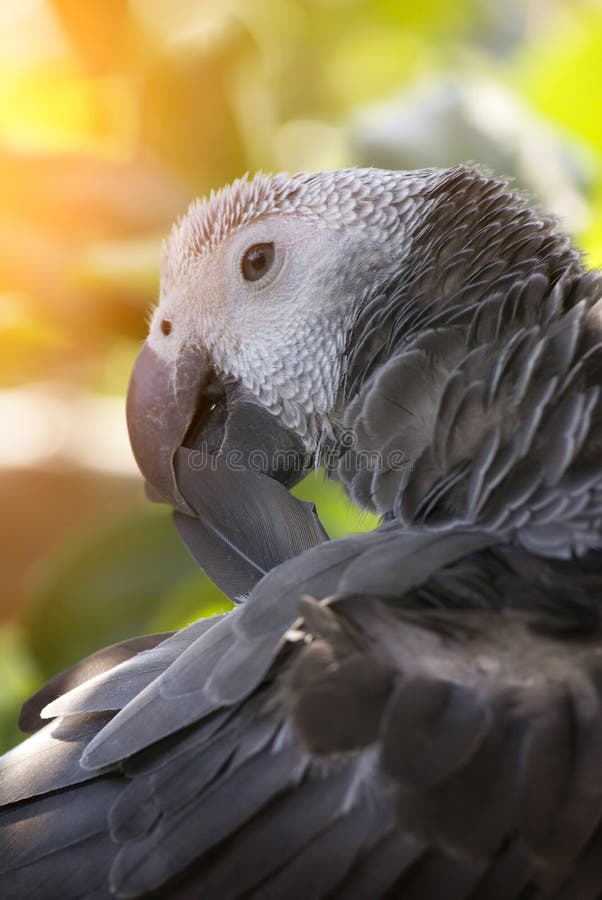 African Grey Parrot stock photo. Image of african, bird - 23173884