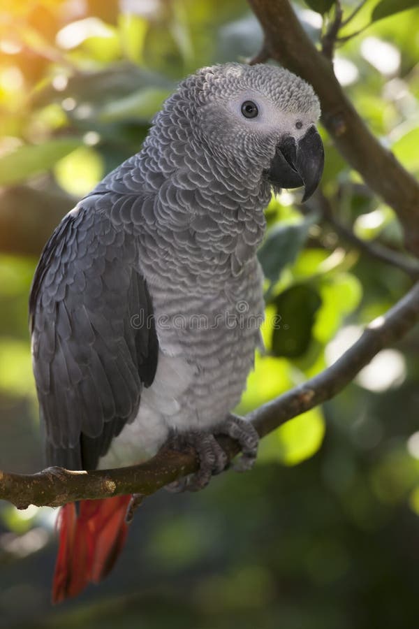 African Grey Parrot stock photo. Image of african, bird - 23173884