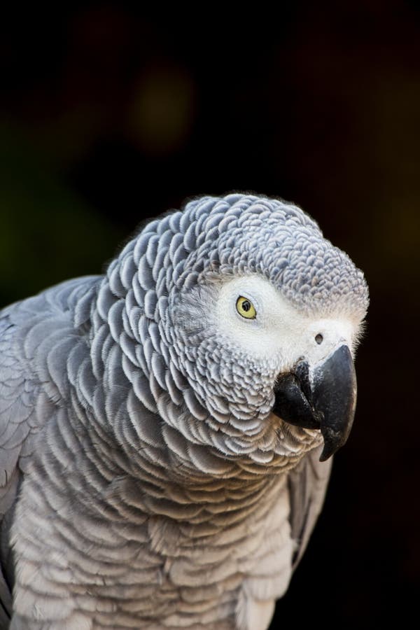 African Grey Parrot Portrait 5 Stock Photo - Image of branch, feathers ...