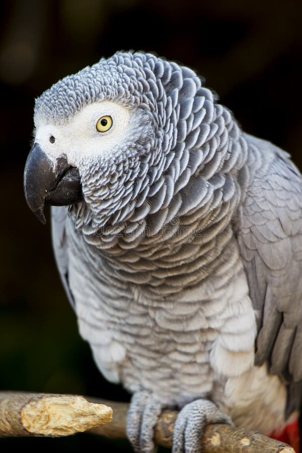 African Grey Parrot Portrait 2 Stock Photo - Image of parrot, feathers ...