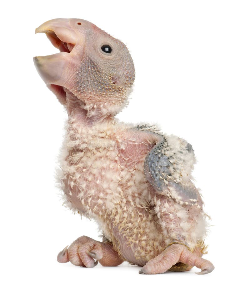 25+ Psittacus Free Stock Photos - StockFreeImages