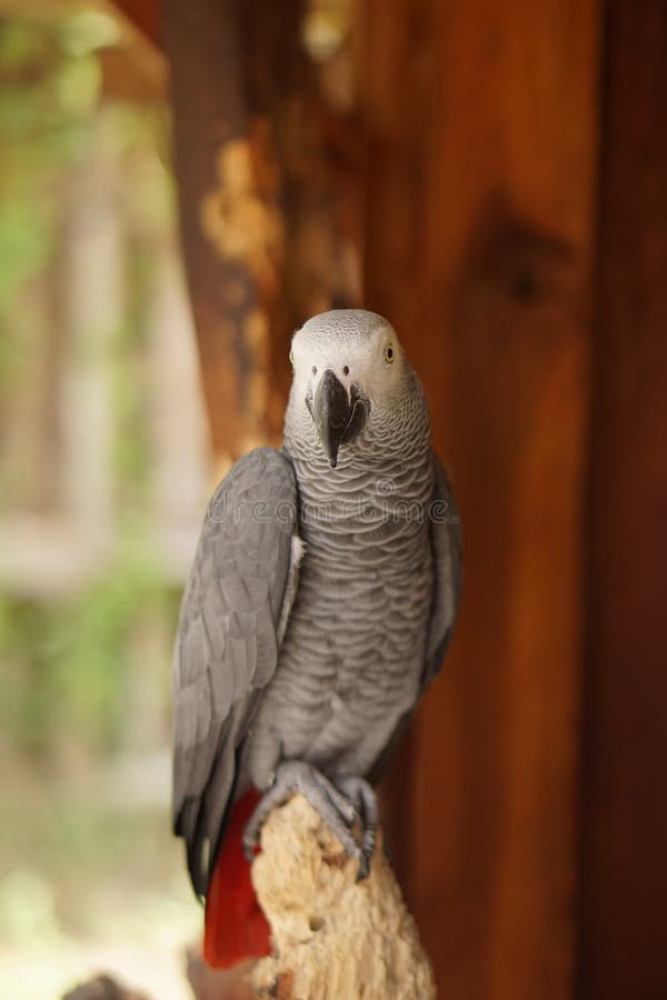 African Grey Parrot (Psittacus Erithacus) Standing on a Tree. Stock ...