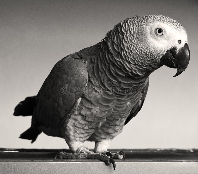 African grey parrot stock image. Image of tail, bird - 29899777