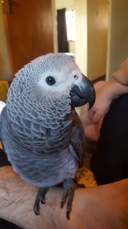 387 African Parrot Red Tail Stock Photos - Free & Royalty-Free Stock ...