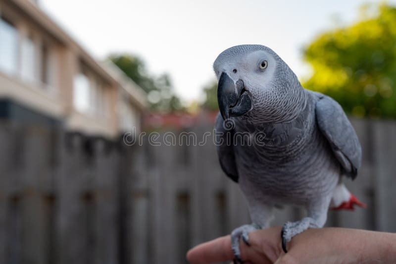African Grey Parrot with Red Tail Sitting on Hand Stock Photo - Image ...