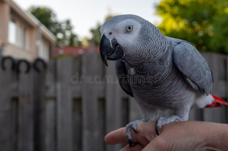 African Grey Parrot with Red Tail Sitting on Hand Stock Photo - Image ...