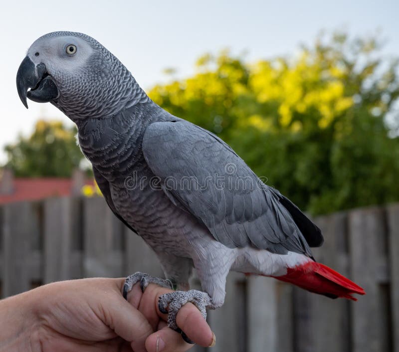 African Grey Parrot with Red Tail Sitting on Hand Stock Image - Image ...