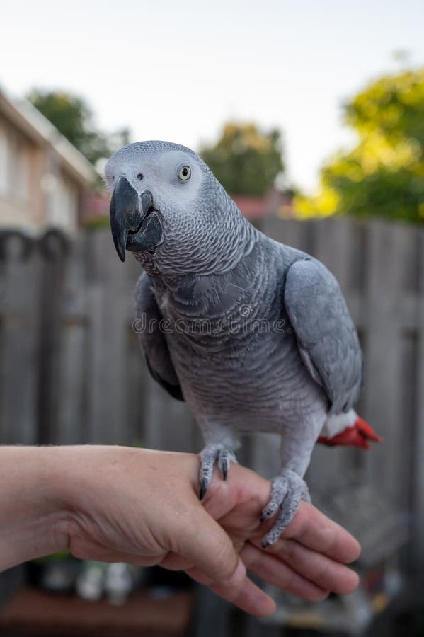 African Grey Parrot with Red Tail Sitting on Hand Stock Image - Image ...