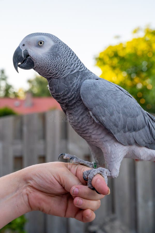 African Grey Parrot with Red Tail Sitting on Hand Stock Image - Image ...