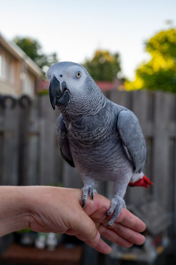 African Grey Parrot with Red Tail Sitting on Hand Stock Photo - Image ...
