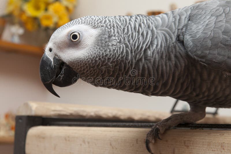 African Grey Parrot Side View Stock Photo - Image of animal, wildlife ...