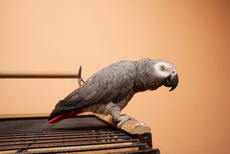 African Grey Parrot Side View Stock Photo - Image of animal, wildlife ...