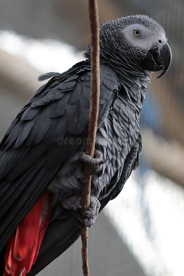 847 African Grey Perch Stock Photos - Free & Royalty-Free Stock Photos ...