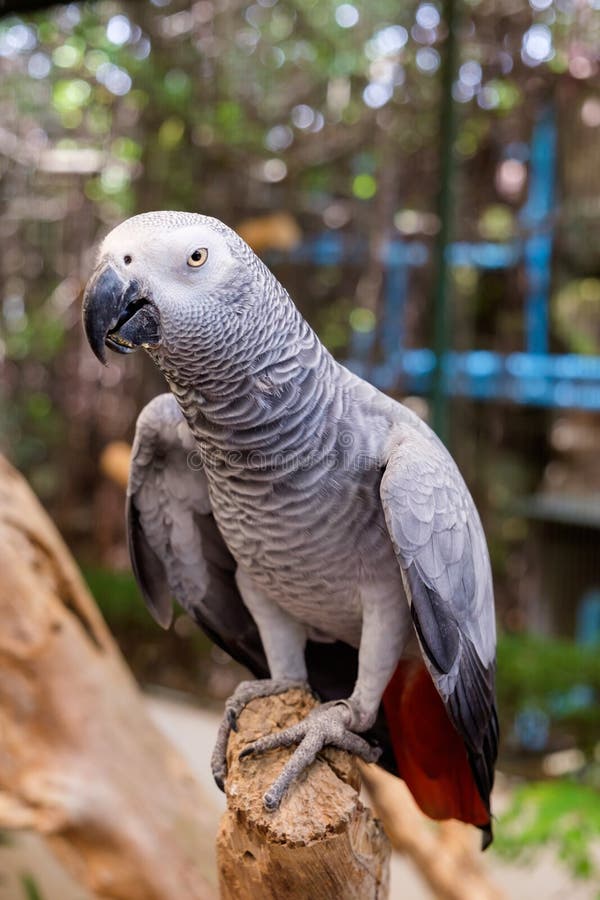 African Grey Parrot Sitting on the Tree Branch Stock Photo - Image of ...