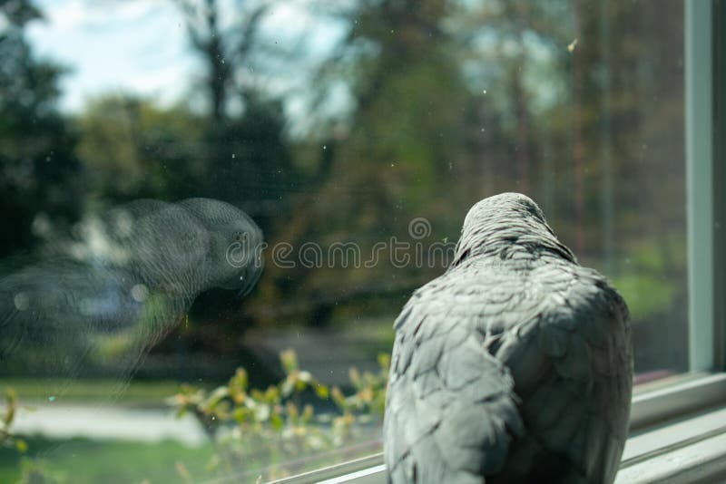 An African Grey Parrot Standing on a Large Windowsill Looking Out the ...