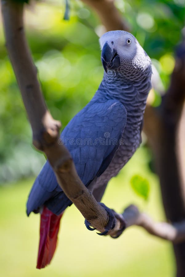 Alex Grey Stock Photos - Free & Royalty-Free Stock Photos from Dreamstime