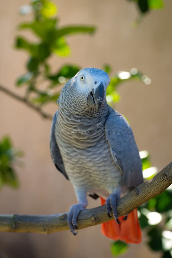 Alex Grey Stock Photos - Free & Royalty-Free Stock Photos from Dreamstime