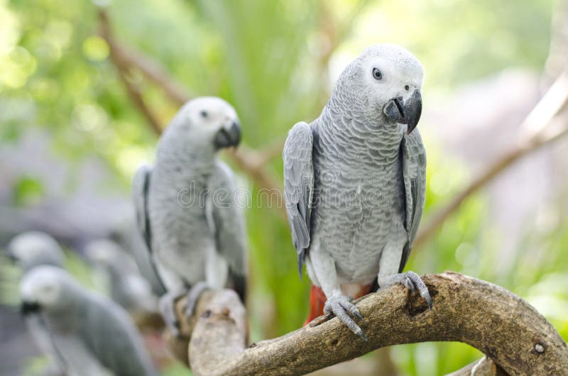 African Grey Parrot stock image. Image of animal, head - 34450795