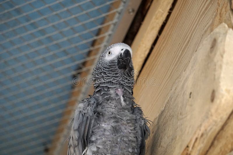 African Grey Parrot - View from Below Stock Image - Image of african ...