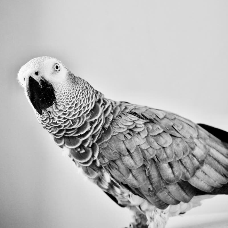 521 African Grey Parrot Black White Stock Photos - Free & Royalty-Free ...